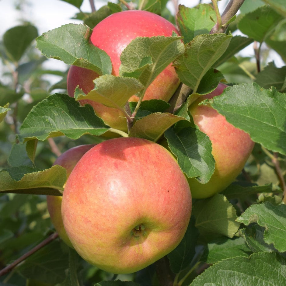 Apple Trees For Sale | Self-fertile, Dwarf Etc | Ornamental Trees