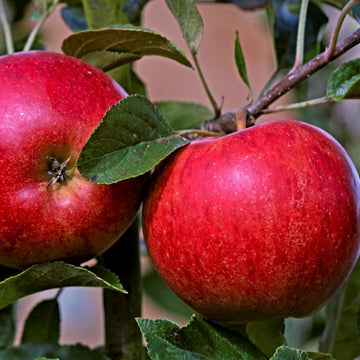 Fiesta Apple Trees For Sale | Red Pippin Apples | Ornamental Trees