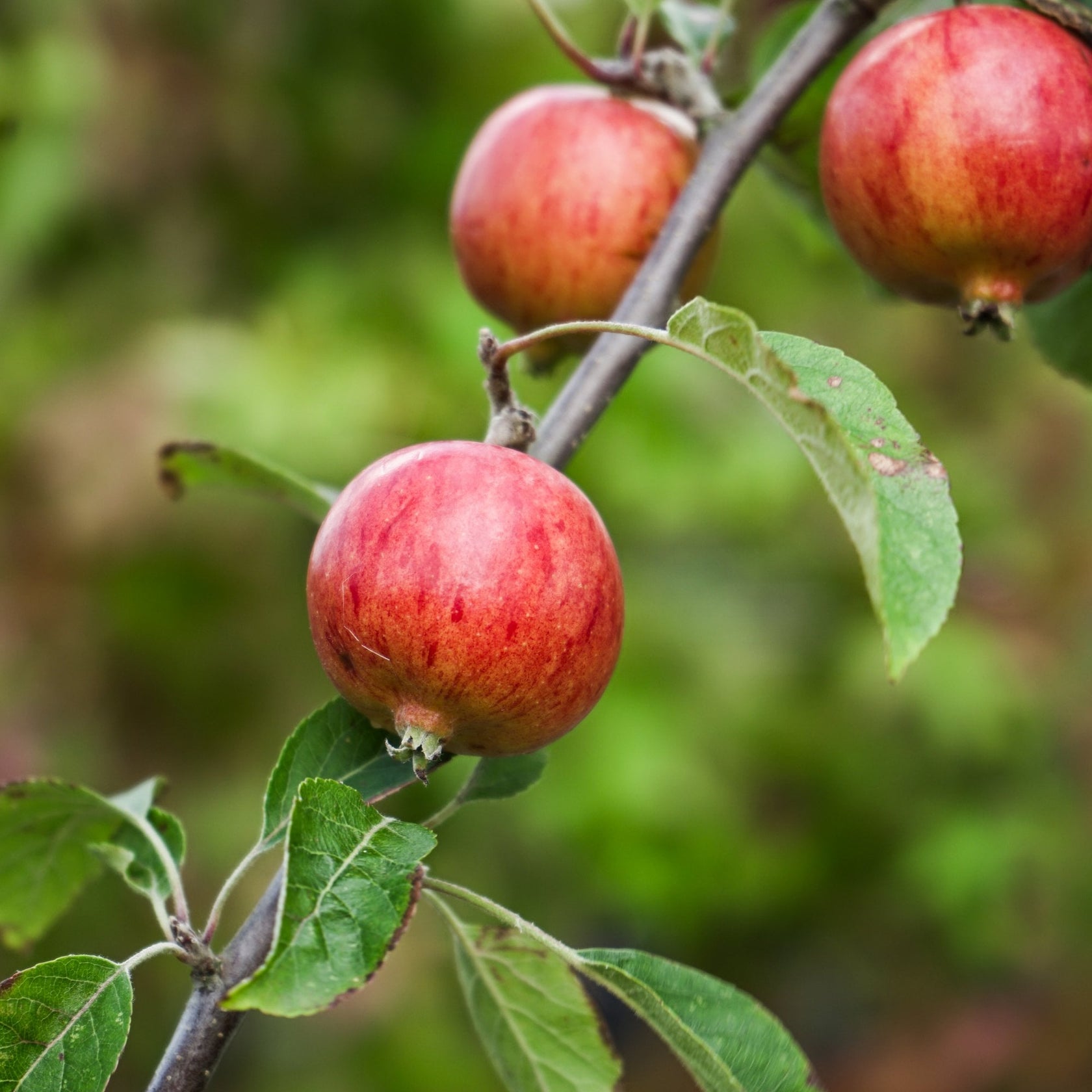 Katy Apple Trees For Sale | Eating & Juicing Apples | Ornamental Trees