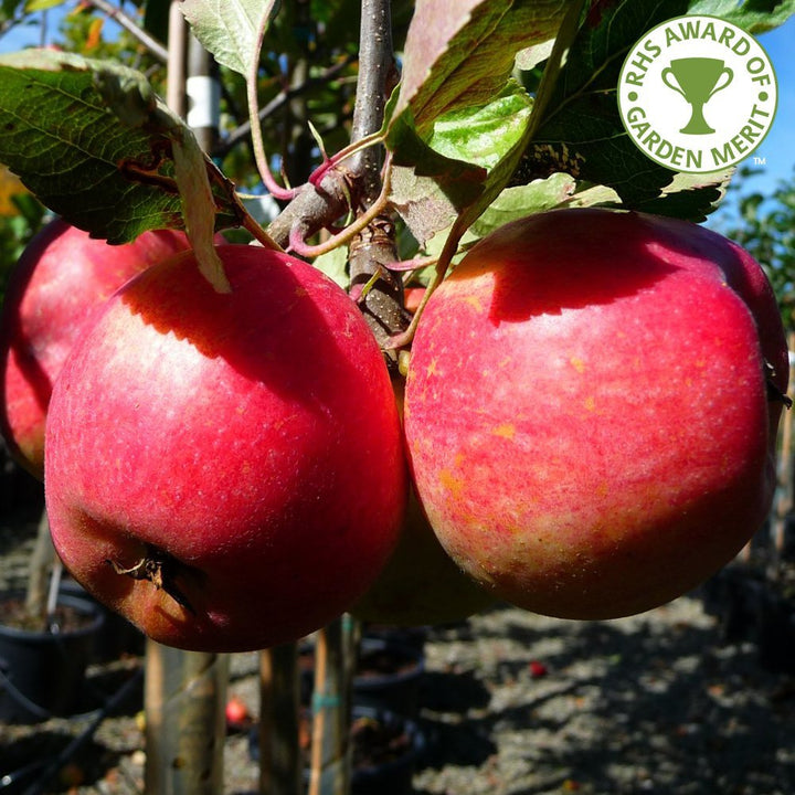 Cox Self Fertile Apple Tree | Self Pollinating | Ornamental Trees