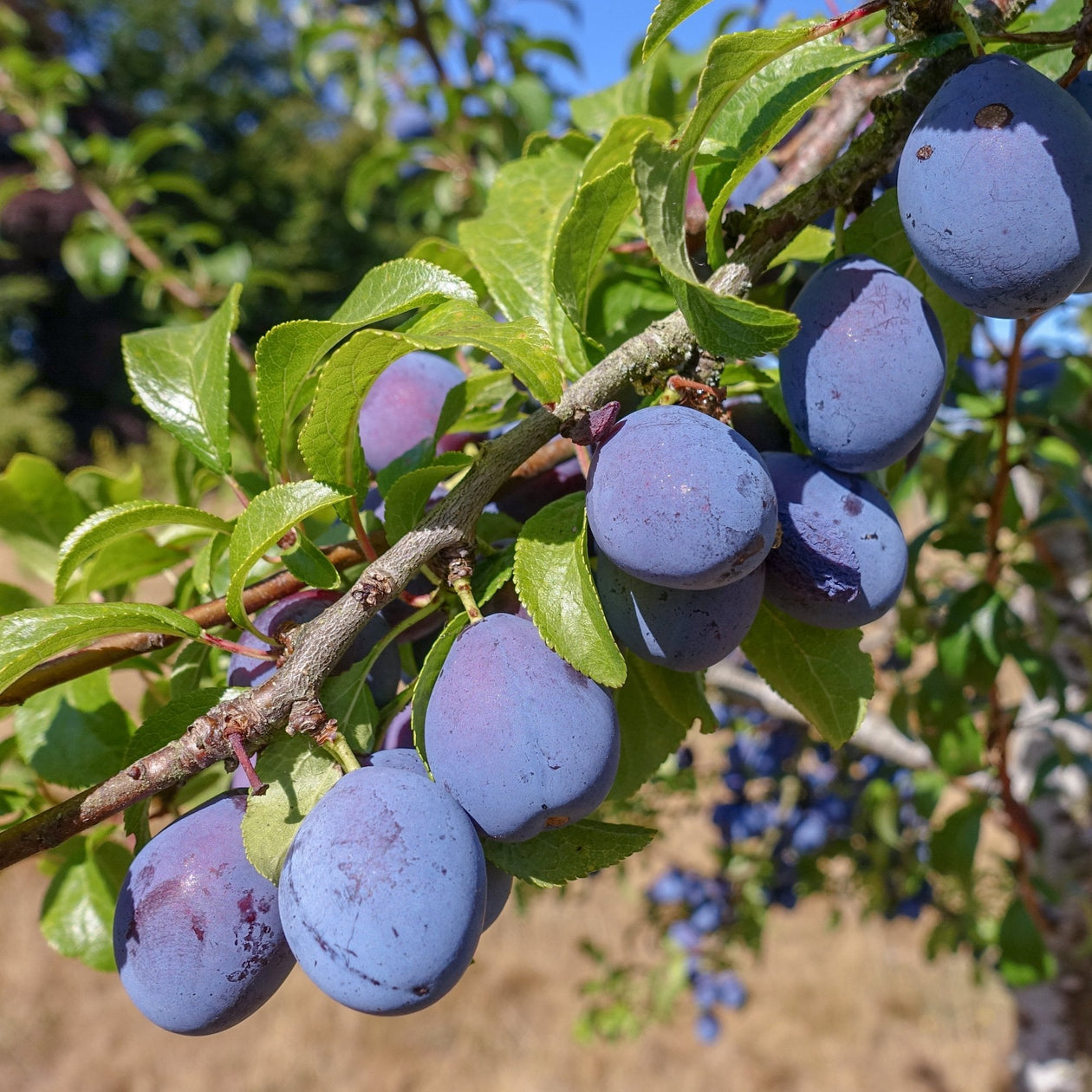 Damson Bradleys King | King of the Damsons Tree | Ornamental Trees