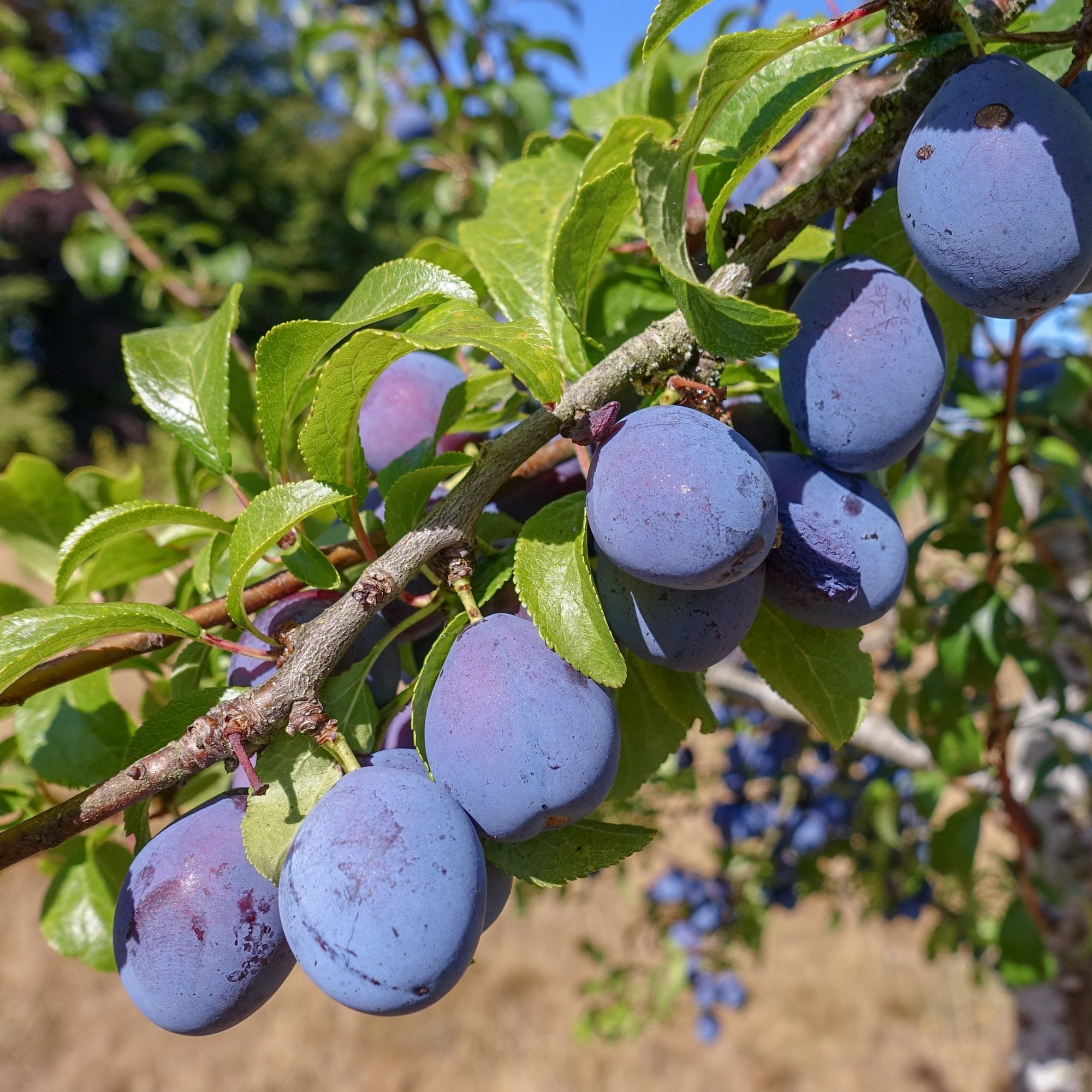 Damson Bradleys King | King of the Damsons Tree | Ornamental Trees