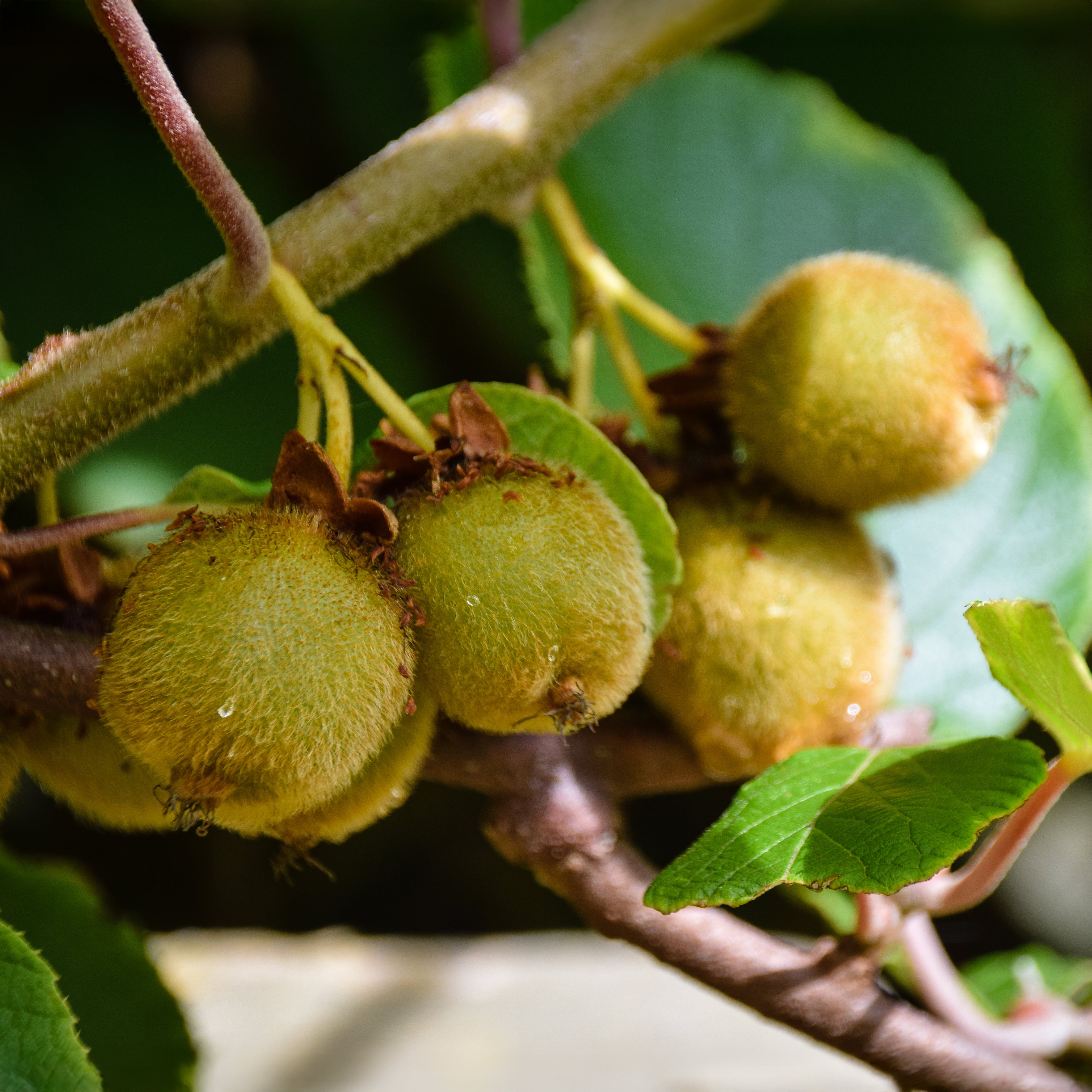 Kiwi Jenny Plants For Sale | Ornamental Trees