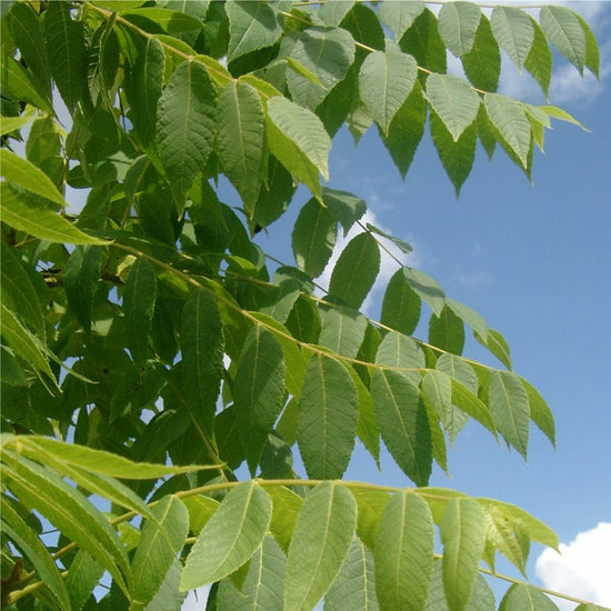 Clearance Koelreuteria paniculata Golden Rain Trees | Ornamental Trees