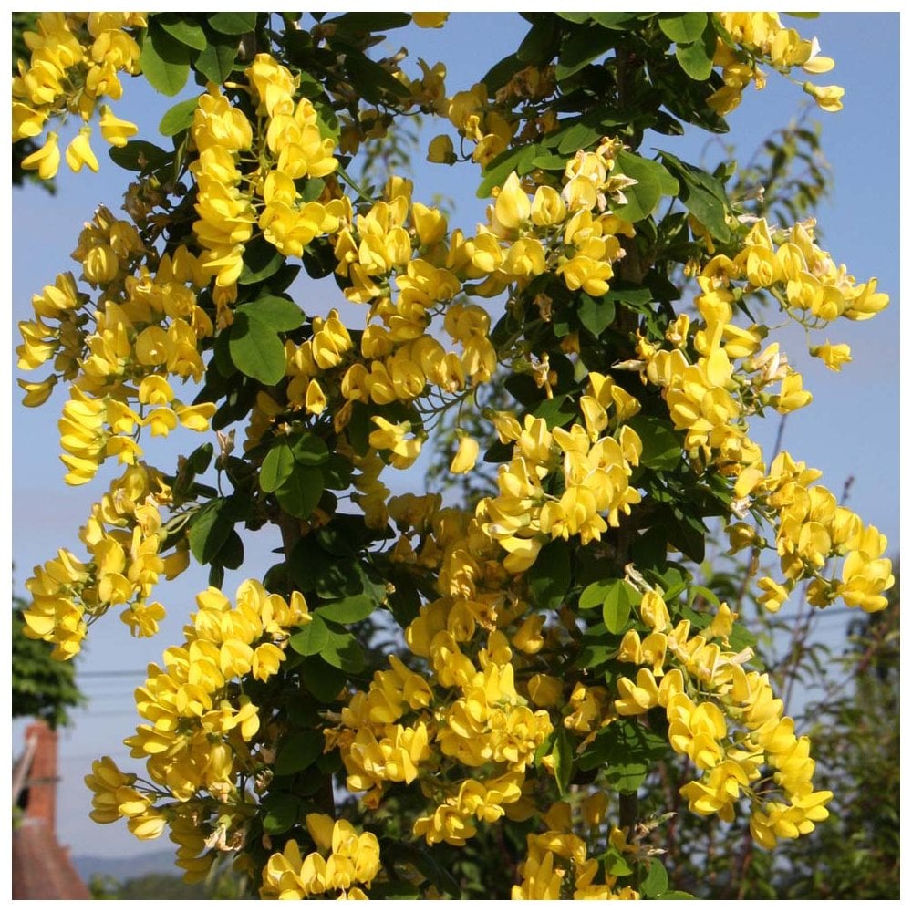 Laburnum anagyroides Yellow Rocket | Golden Chain Tree | Ornamental Trees