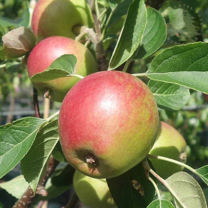 Fiesta Apple Trees For Sale | Red Pippin Apples | Ornamental Trees