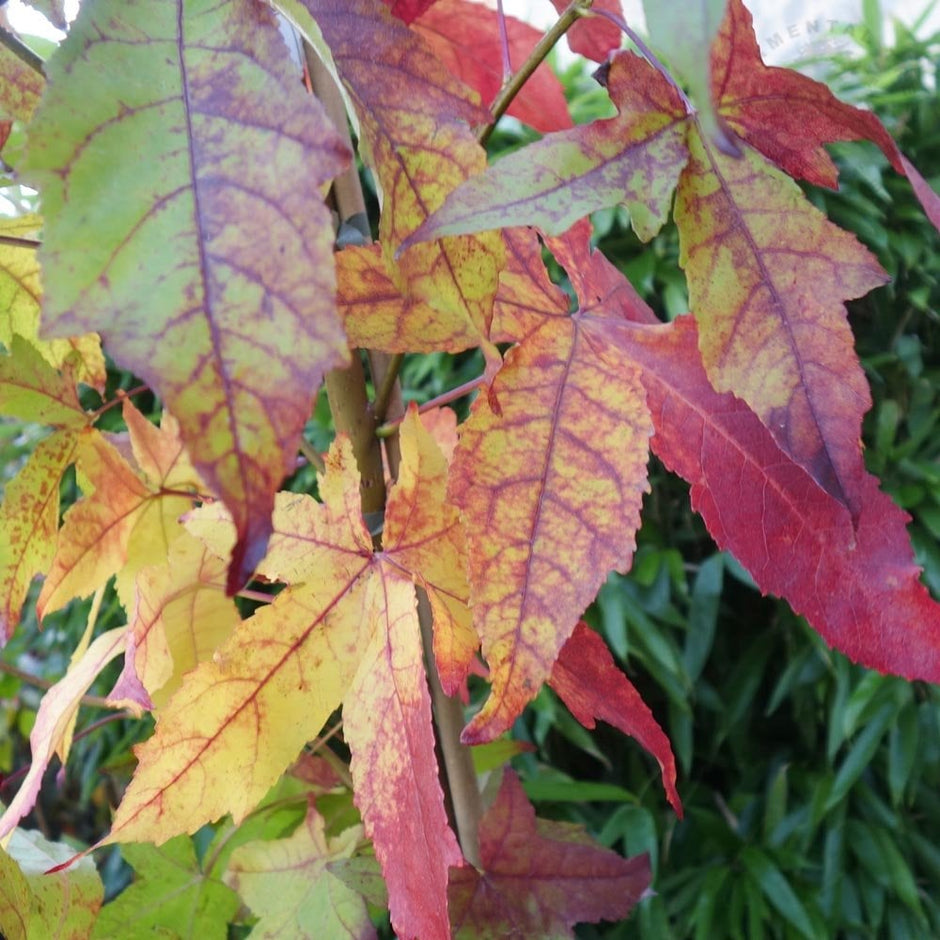 Liquidambar | Sweet Gum Trees For Sale | Ornamental Trees