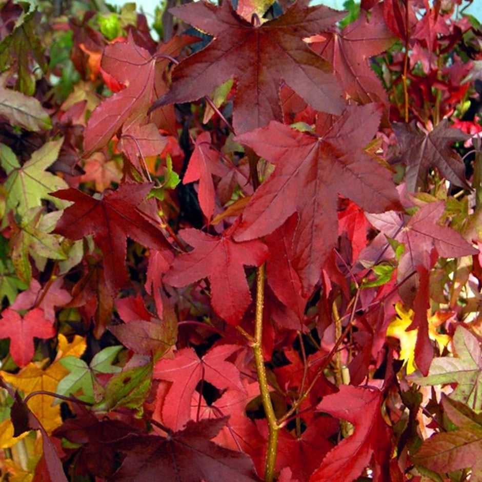 Liquidambar | Sweet Gum Trees For Sale | Ornamental Trees