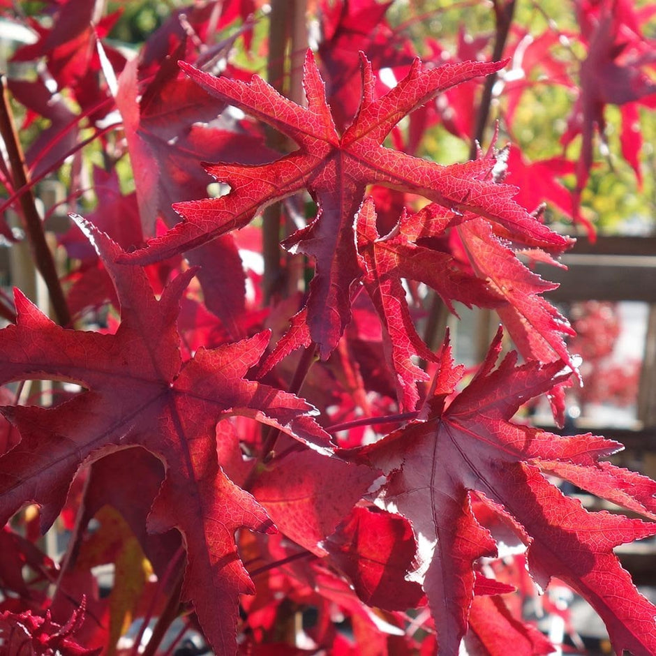 Liquidambar | Sweet Gum Trees For Sale | Ornamental Trees