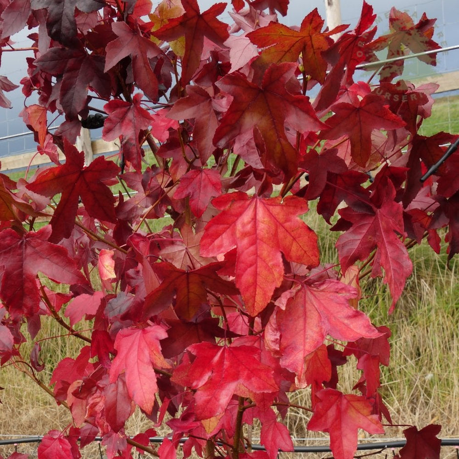 Liquidambar styraciflua Worplesdon | Sweet Gum Tree | Ornamental Trees