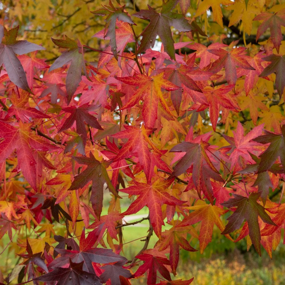 Liquidambar | Sweet Gum Trees For Sale | Ornamental Trees
