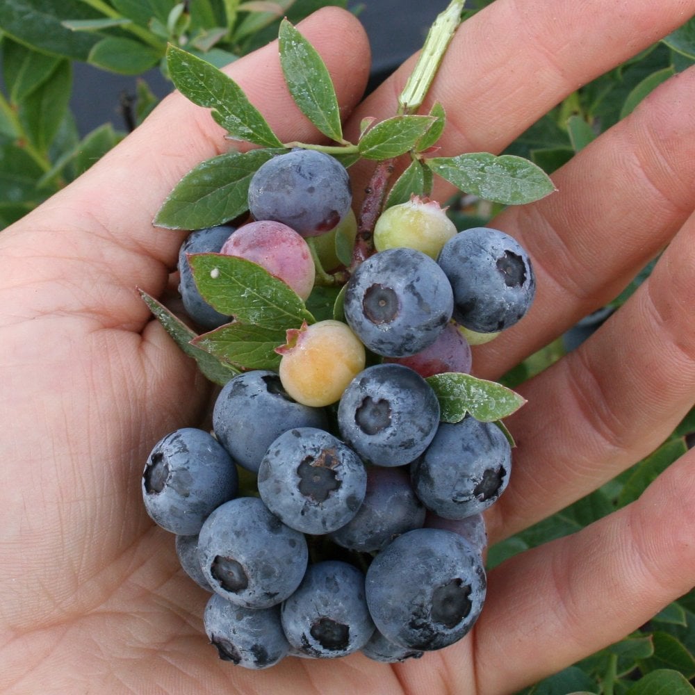 Little Blue Wonder Blueberry Bush Plants For Sale | Ornamental Trees