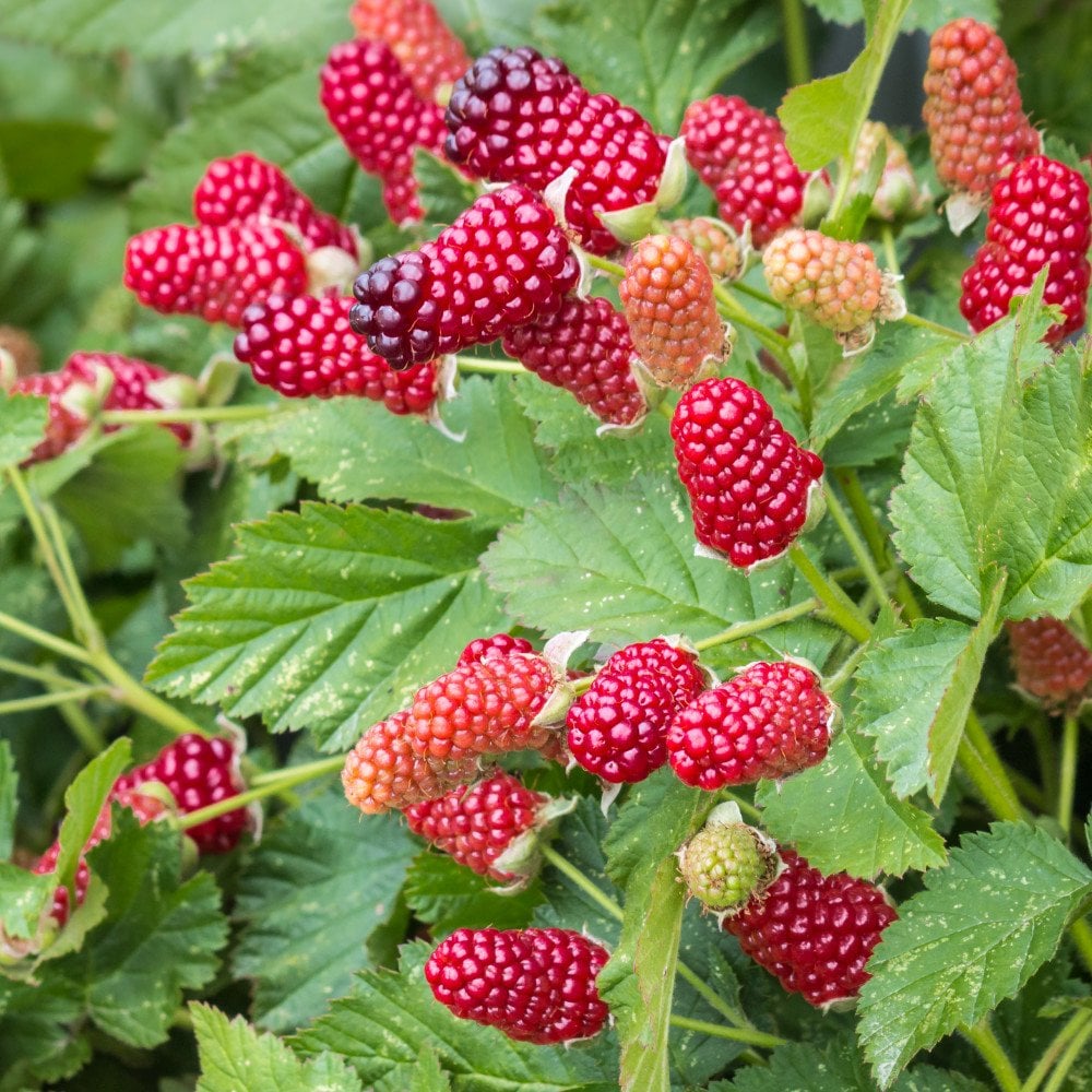 Thornless Loganberry Bushes For Sale Online | Ornamental Trees
