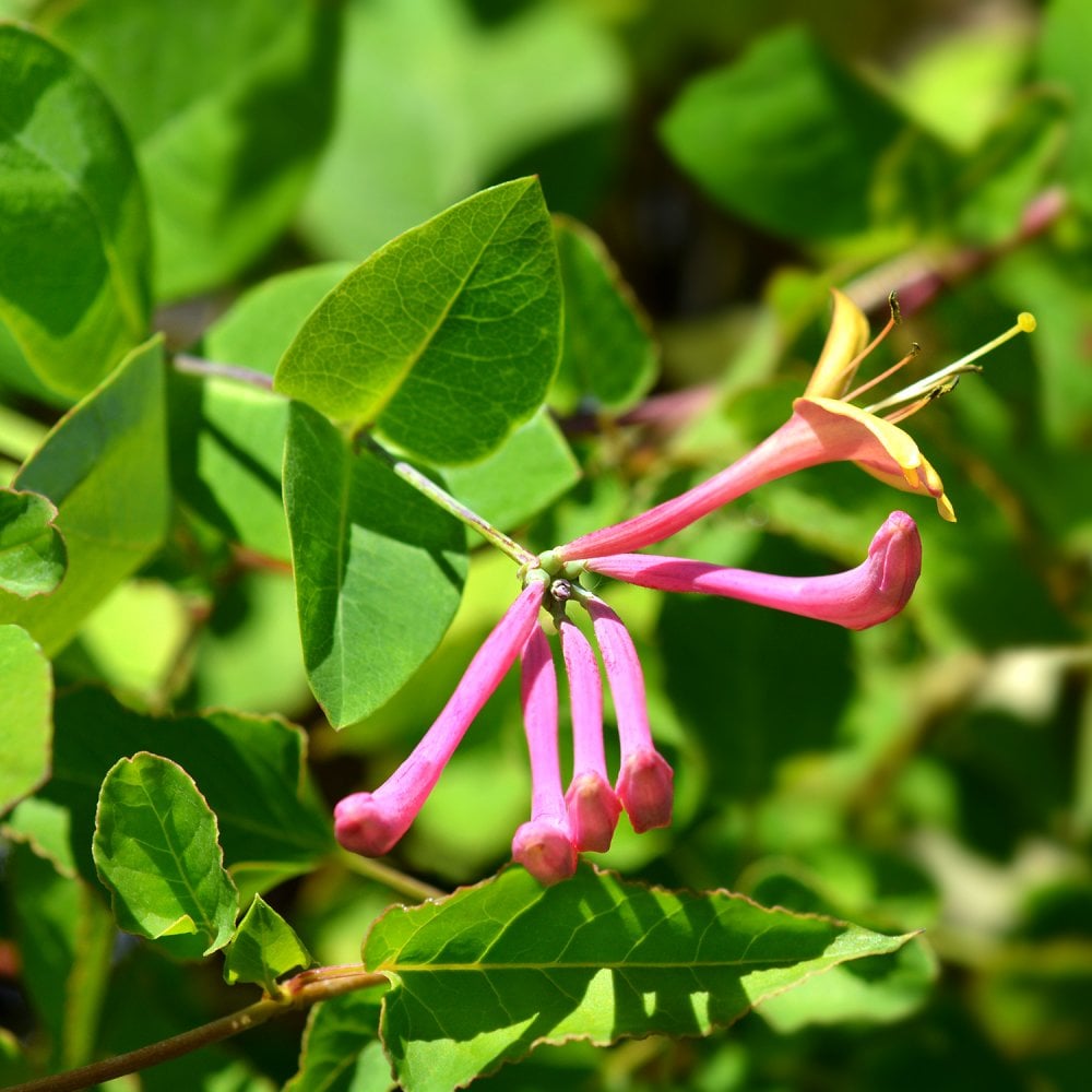 Lonicera heckrottii American Beauty Honeysuckle | Ornamental Trees
