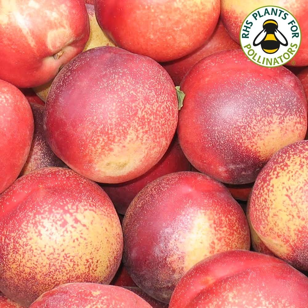 Lord Napier Nectarine Tree | Self Fertile Nectarine | Ornamental Trees