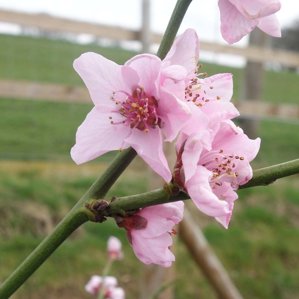 Lord Napier Nectarine Tree | Self Fertile Nectarine | Ornamental Trees