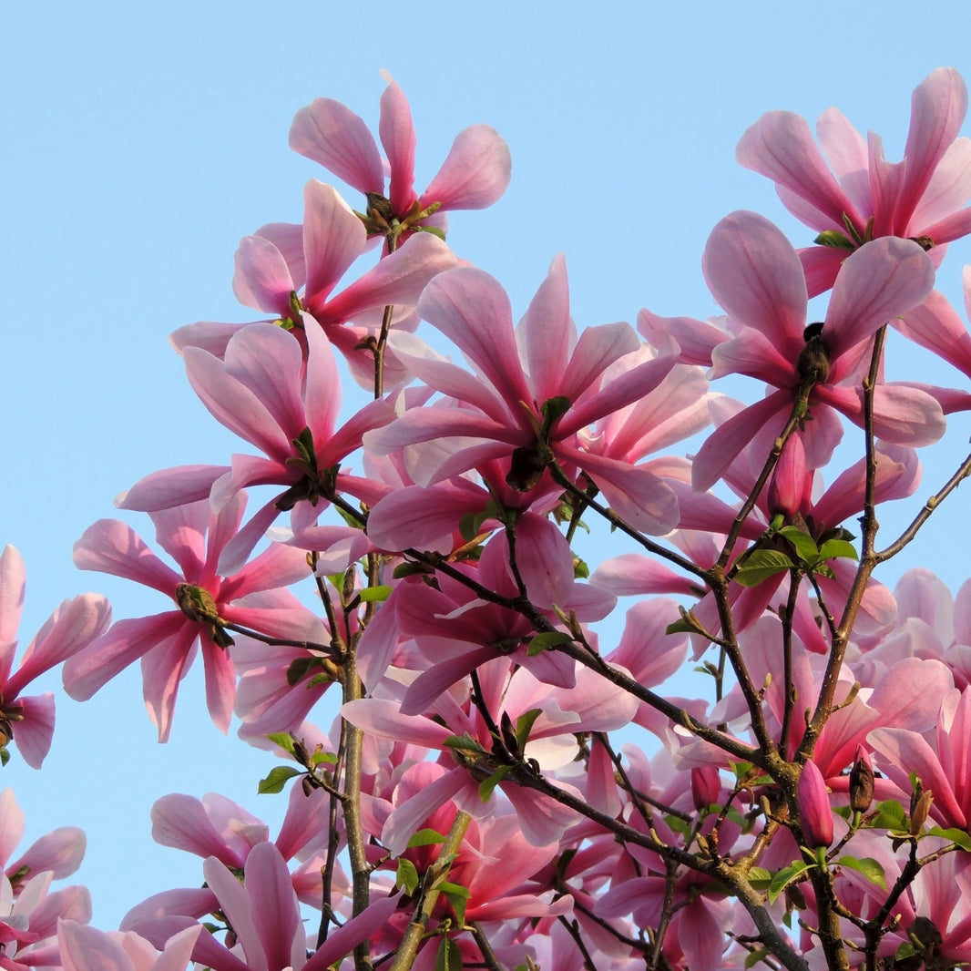 Beautiful Magnolia Trees | Magnolia Shrubs | Ornamental Trees