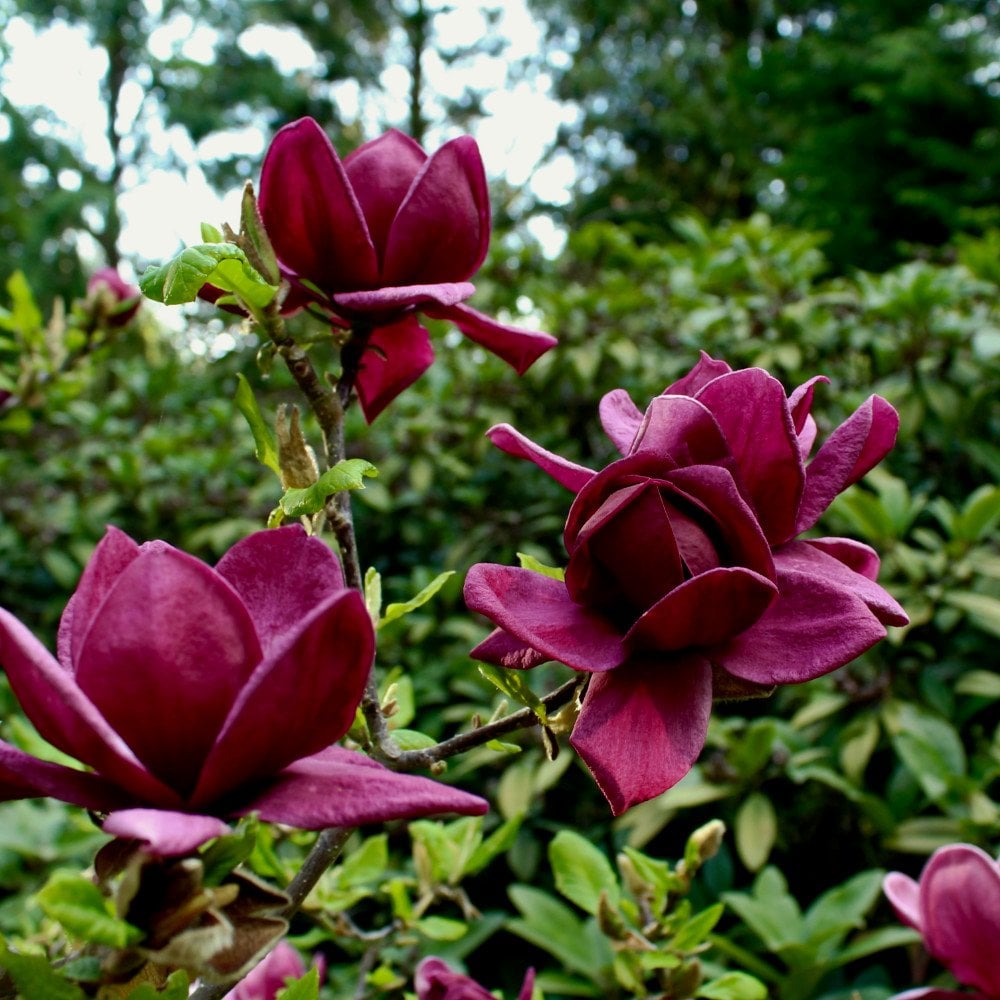 Magnolia Genie | Dark Purple Magnolia | Ornamental Trees