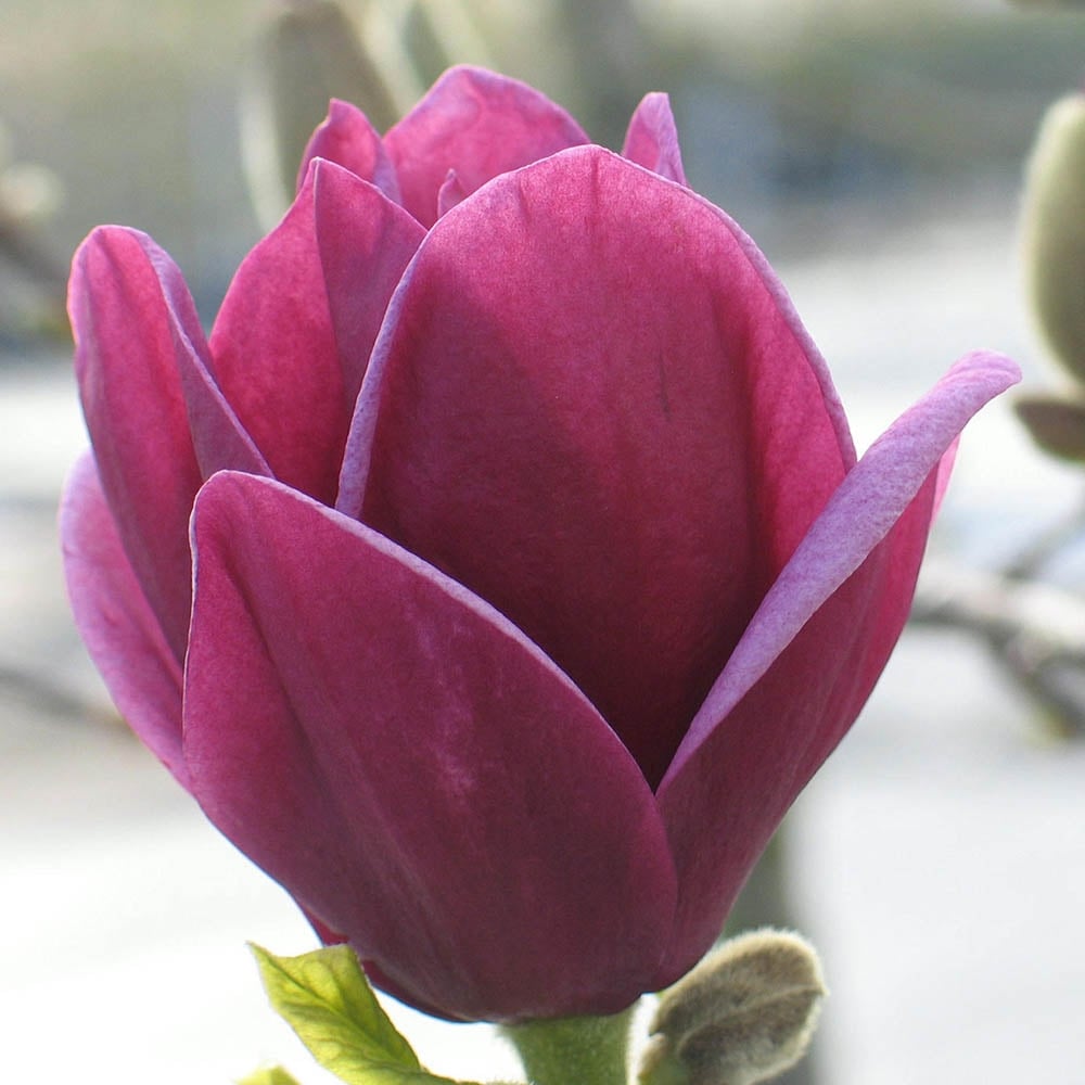 Magnolia Genie | Dark Purple Magnolia | Ornamental Trees