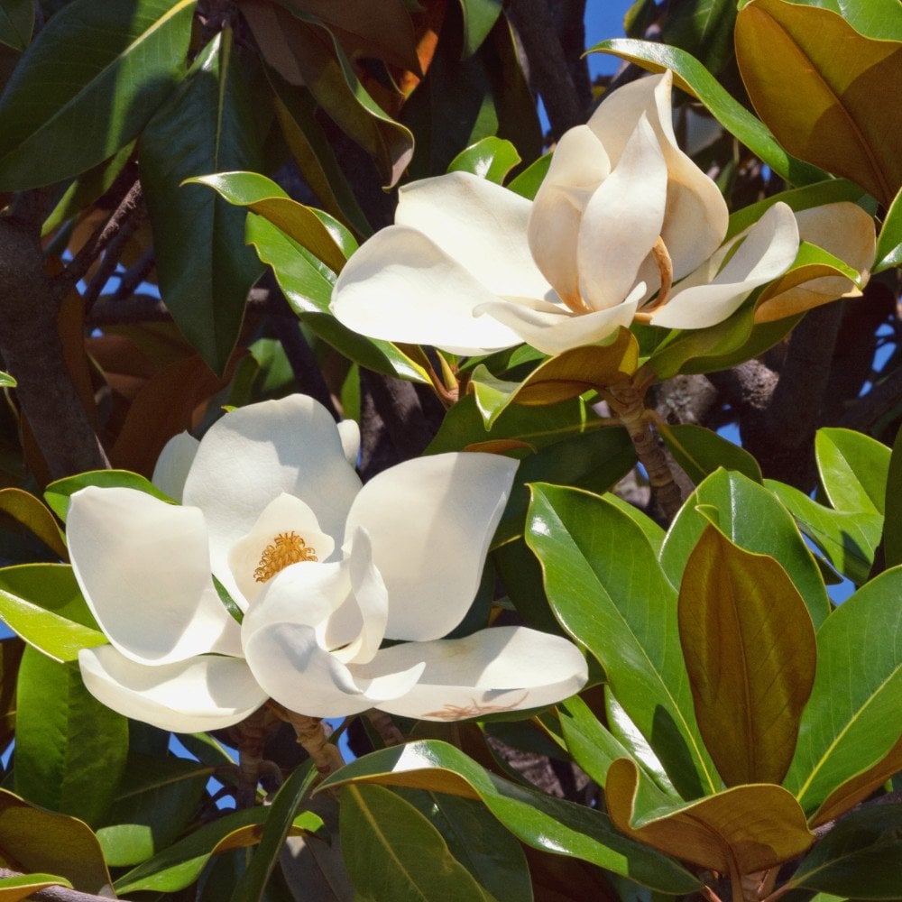 Magnolia Grandiflora | Bullbay Evergreen Magnolia Tree | Ornamental Trees