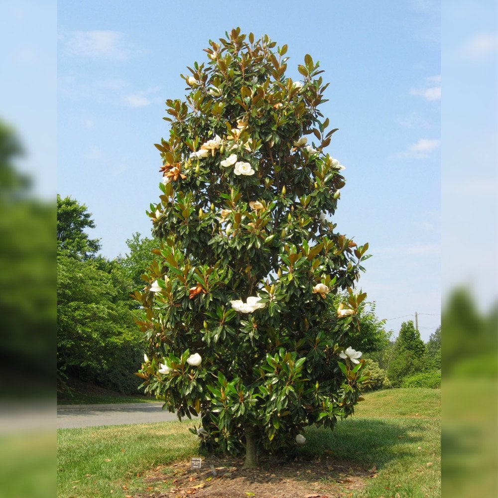 Magnolia Grandiflora | Bullbay Evergreen Magnolia Tree | Ornamental Trees