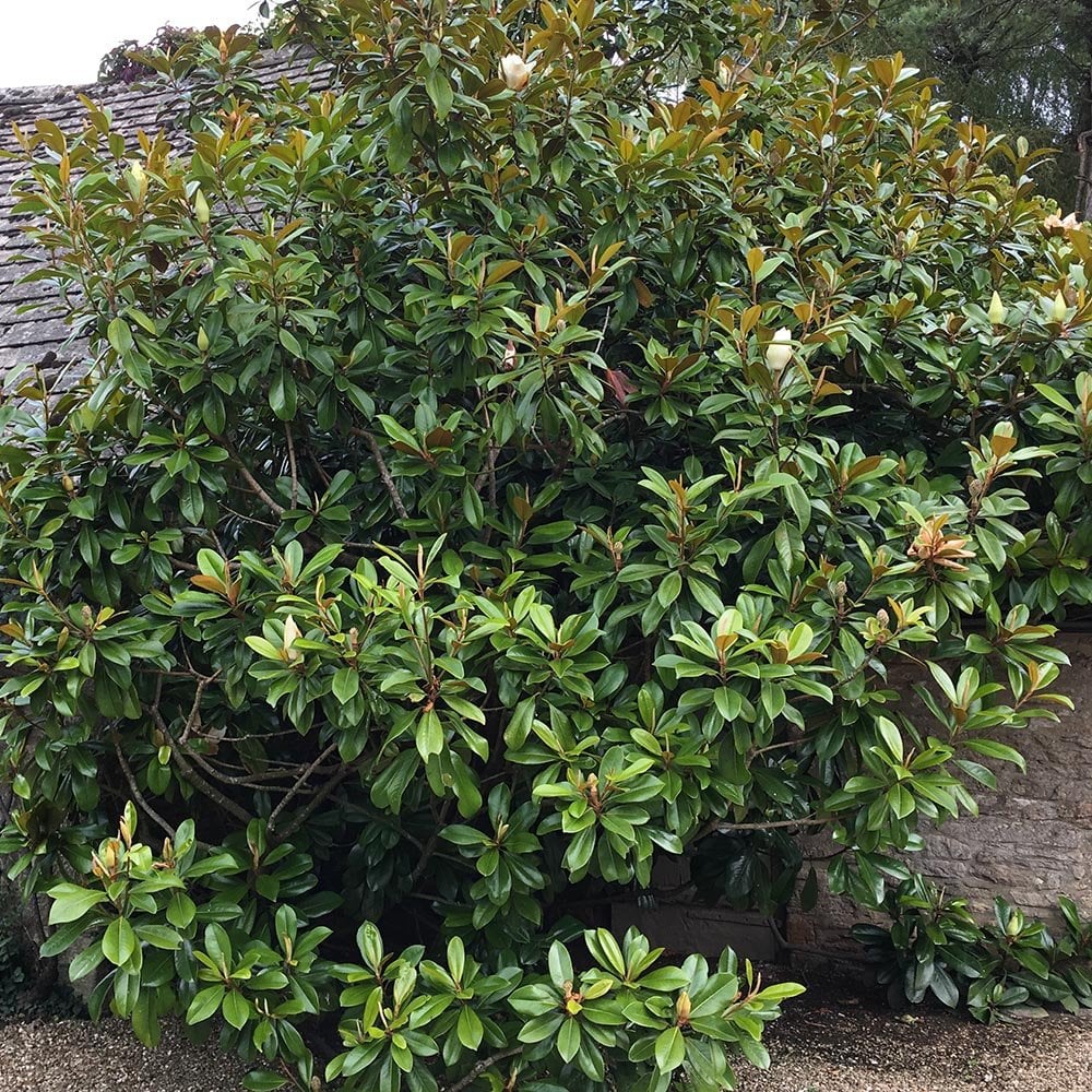 Magnolia Grandiflora | Bullbay Evergreen Magnolia Tree | Ornamental Trees