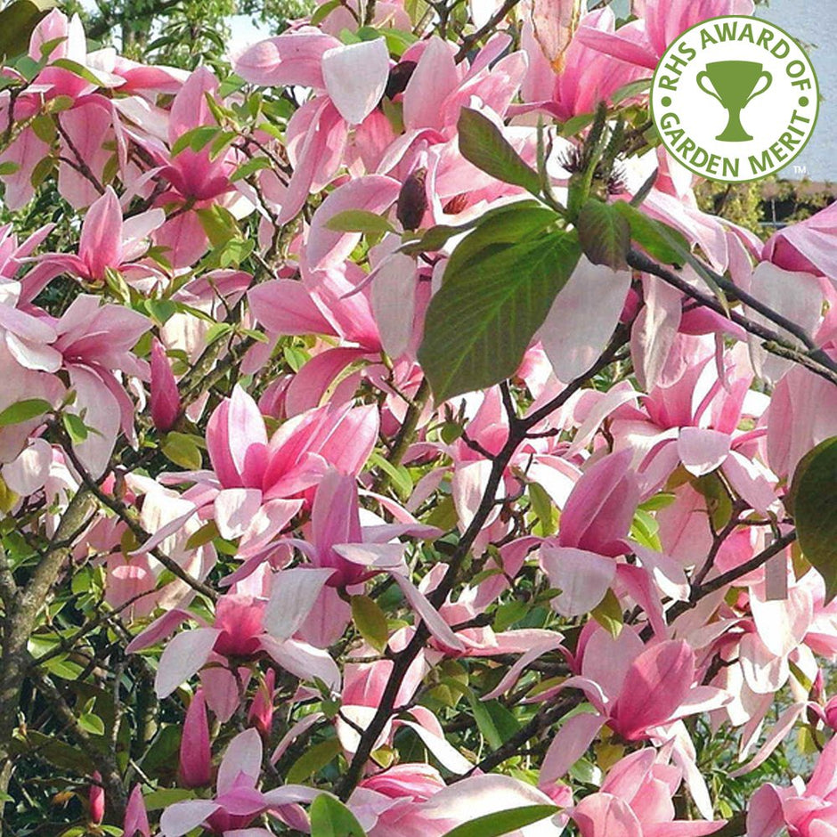 Magnolia Heaven Scent | Buy Scented Magnolia Trees | Ornamental Trees