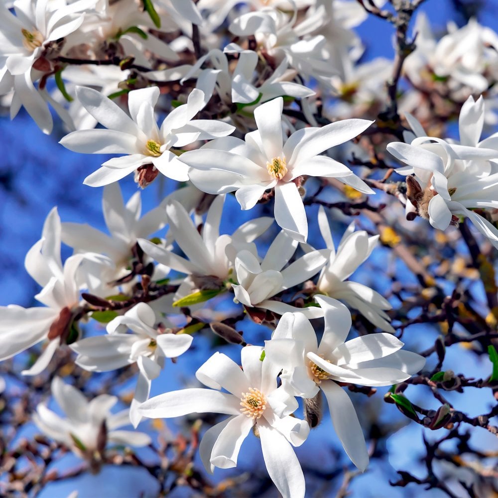 Magnolia stellata Royal Star | Starry Magnolia Bush | Ornamental Trees