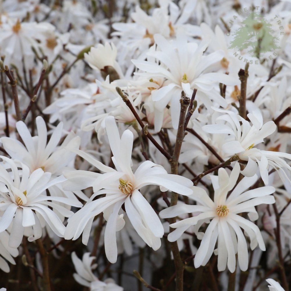 Magnolia stellata | Starry Magnolia Shrubs & Bushes | Ornamental Trees