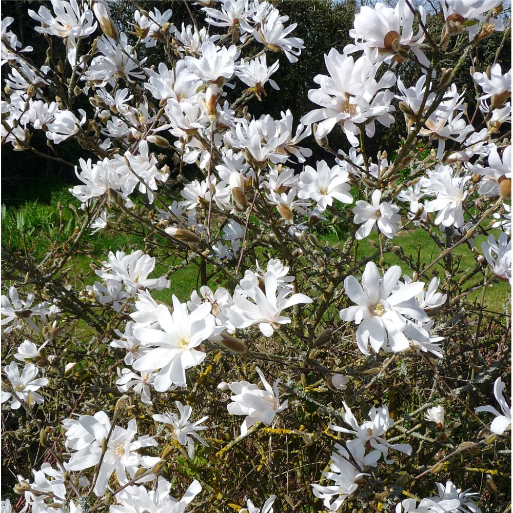 Magnolia stellata | Starry Magnolia Shrubs & Bushes | Ornamental Trees