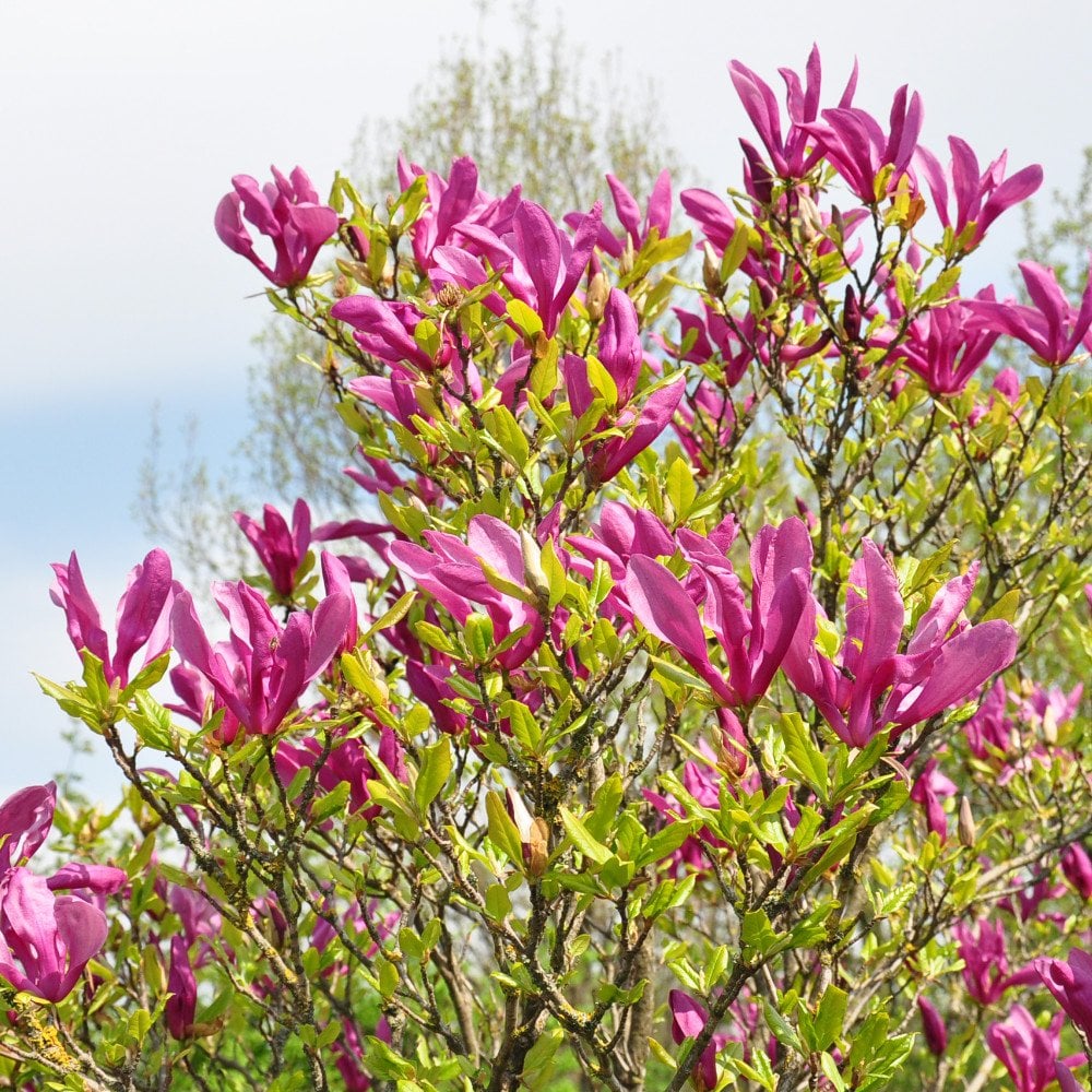 Magnolia Susan | Dwarf Purple Magnolia For Sale | Ornamental Trees