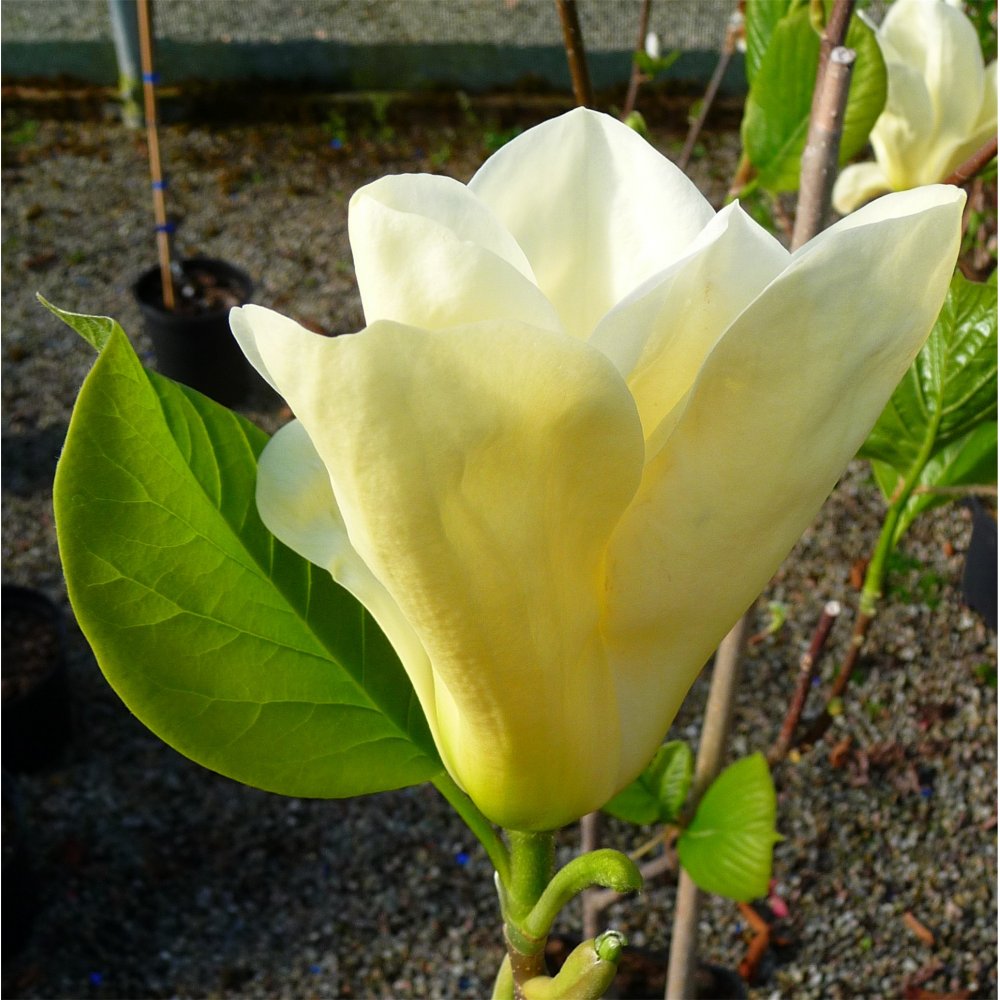 Magnolia x brooklynensis Yellow Bird | Ornamental Trees