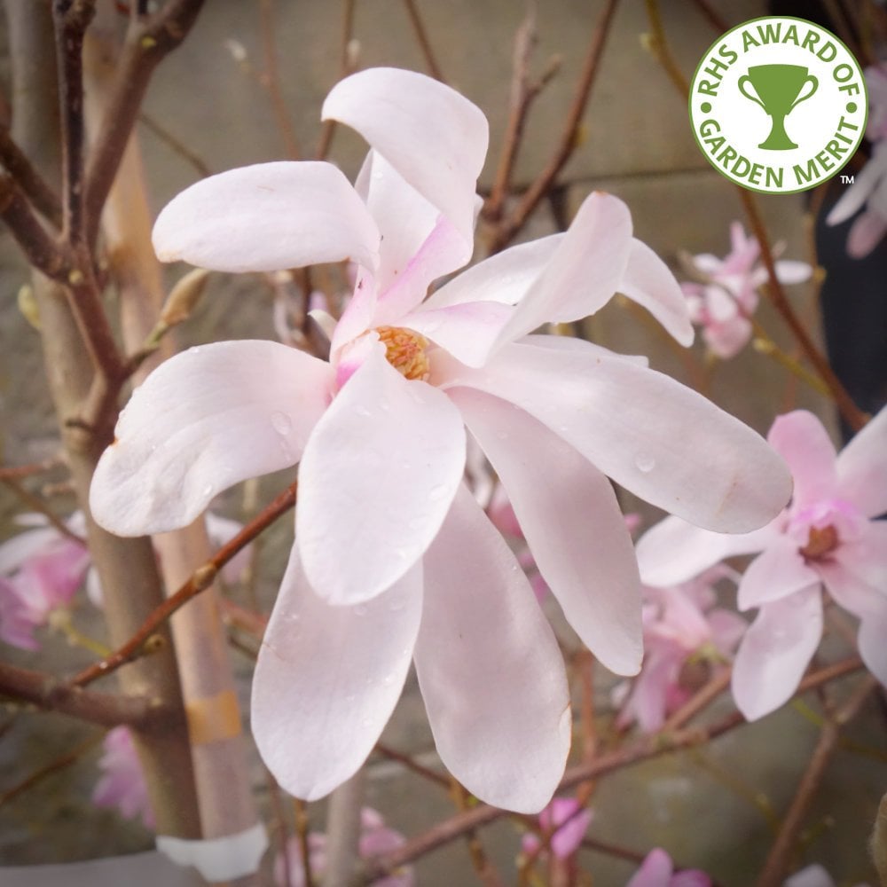 Magnolia x loebneri Merrill | Dwarf White Magnolia | Ornamental Trees