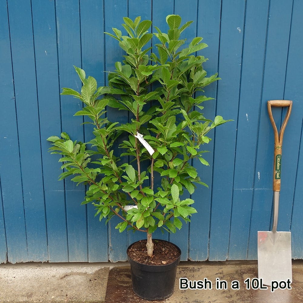 Magnolia x loebneri Merrill | Dwarf White Magnolia | Ornamental Trees