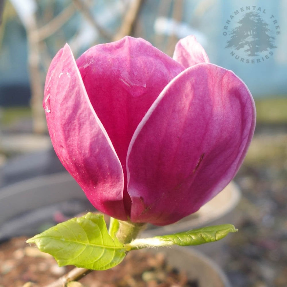 Small Magnolia Trees For Smaller Gardens – Ornamental Trees