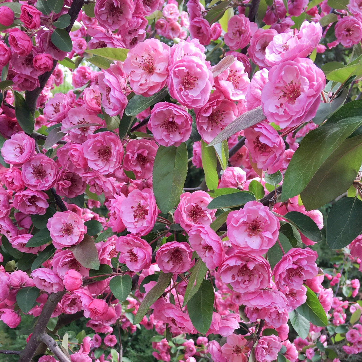 Malus Brandywine | Pink Double Flowering Crab Apple | Ornamental Trees