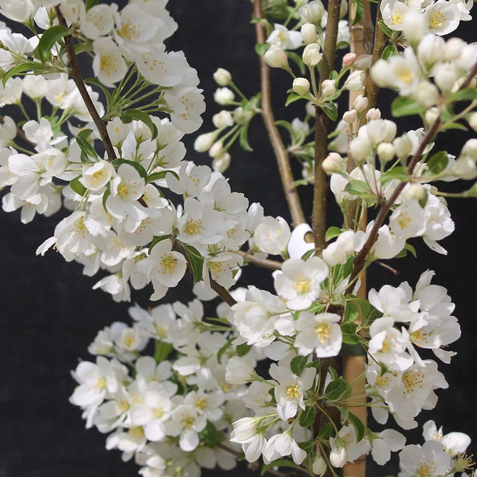 Prunus incisa The Bride Fuji Flowering Cherry Tree | Ornamental Trees