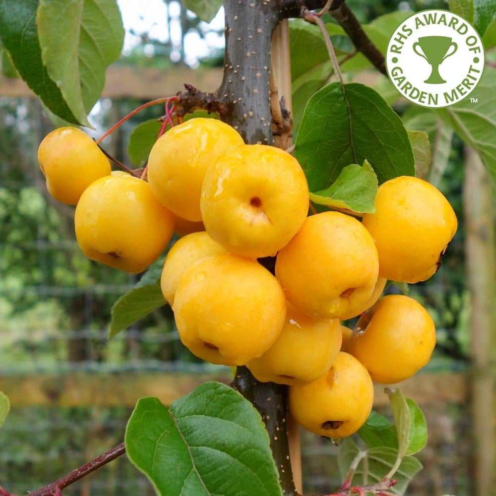 Malus Butterball | Buy Yellow Crab Apple Trees | Ornamental Trees