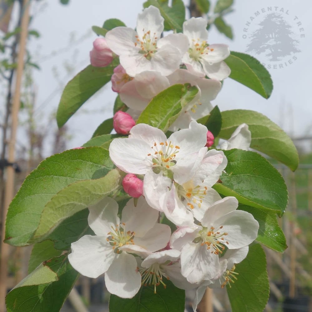 Malus Butterball | Buy Yellow Crab Apple Trees | Ornamental Trees