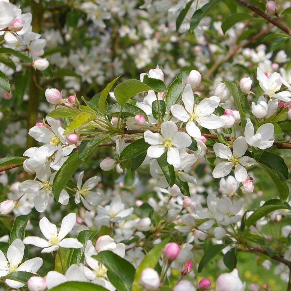 Flowering Crab Apple Trees | Malus | Ornamental Trees