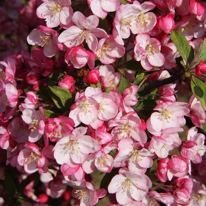 Malus toringo Scarlett | Pink Flowering Crab Apple | Ornamental Trees