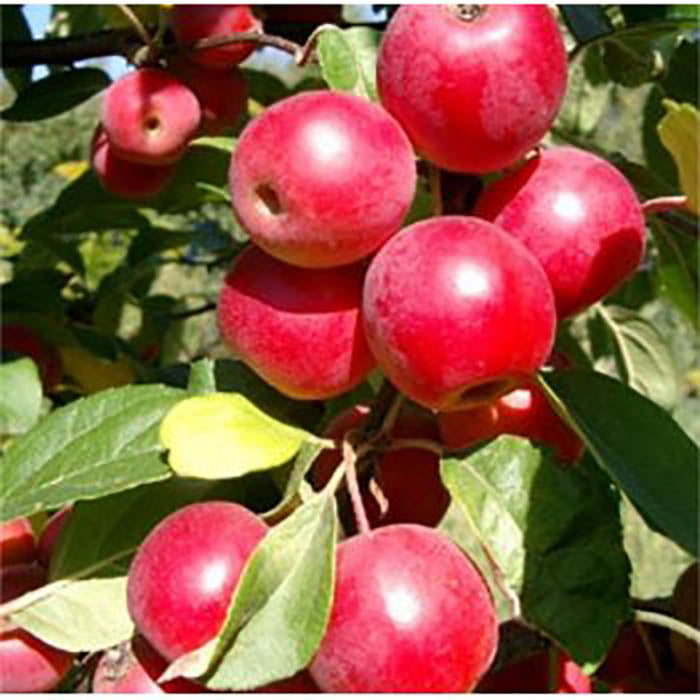 Malus Gorgeous | Flowering & Fruiting Crab Apple Tree | Ornamental Trees