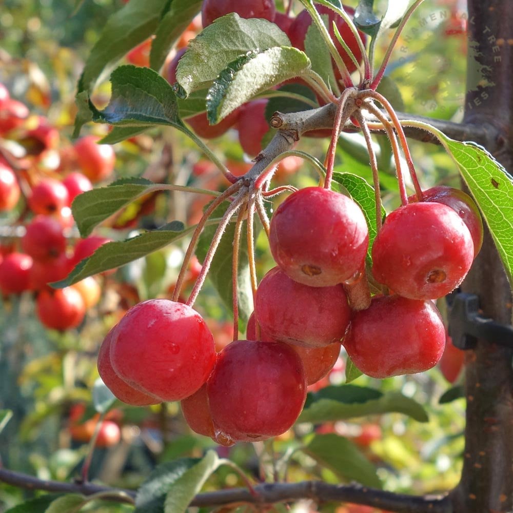 Malus hupehensis | Buy Hupeh Tea Crab Apple Trees | Ornamental Trees