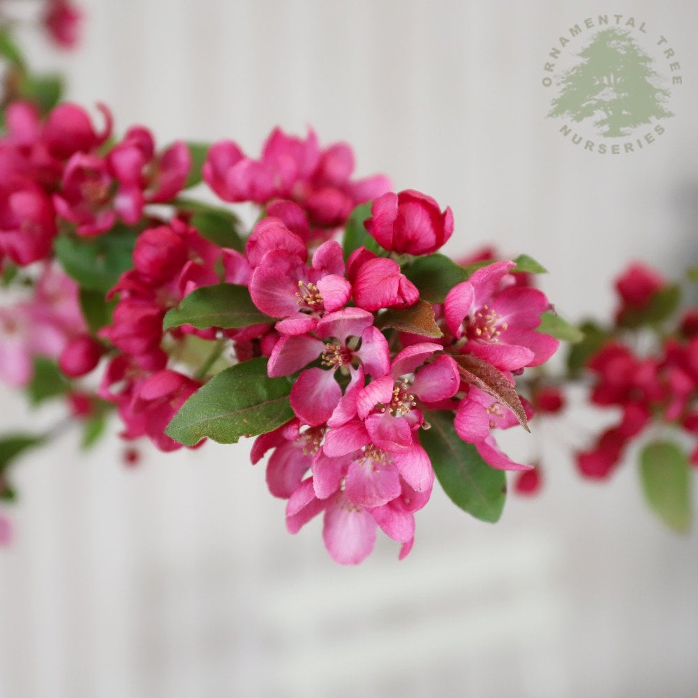 Malus Indian Magic | Pink Flowering Crab Apple Tree | Ornamental Trees