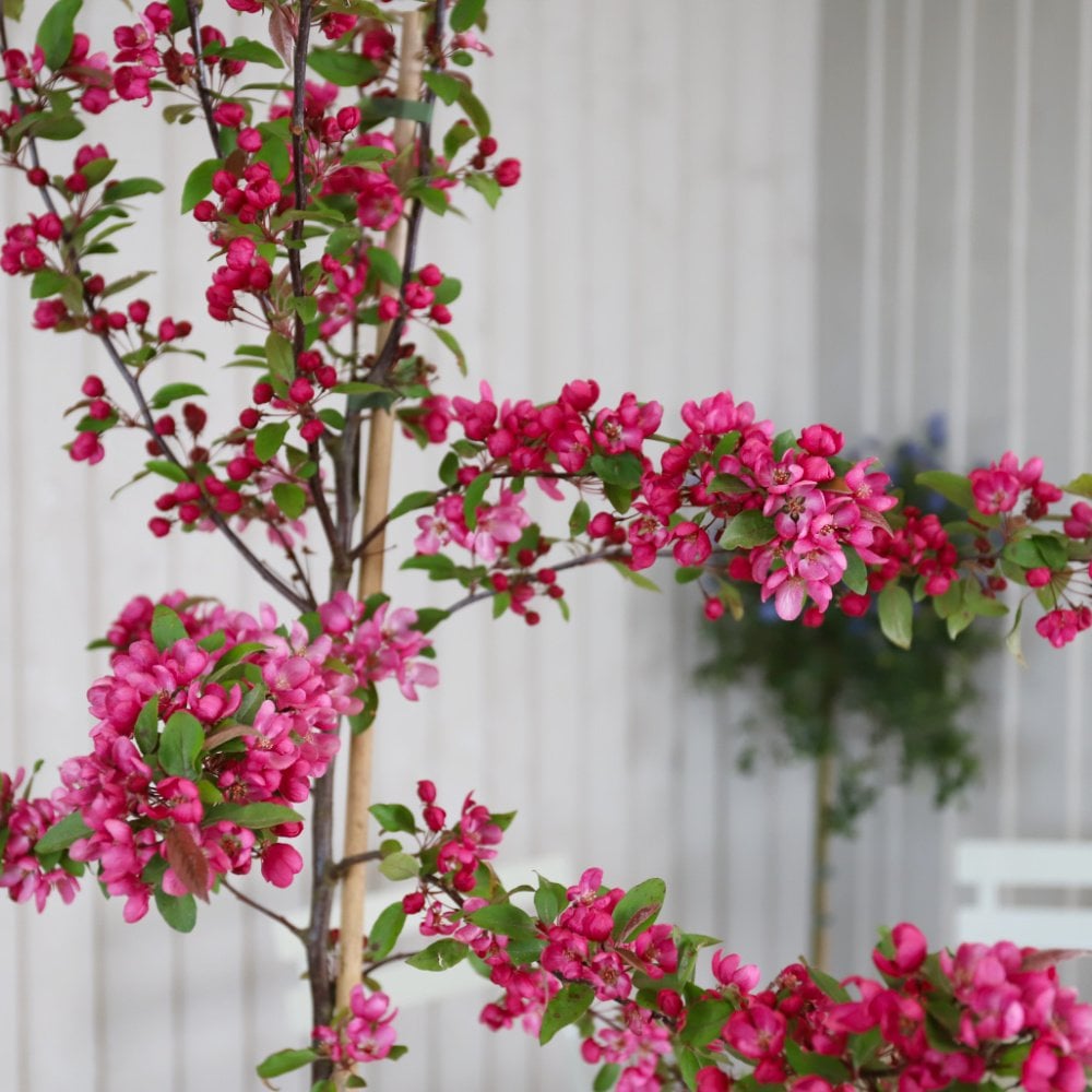 Malus Indian Magic | Pink Flowering Crab Apple Tree | Ornamental Trees