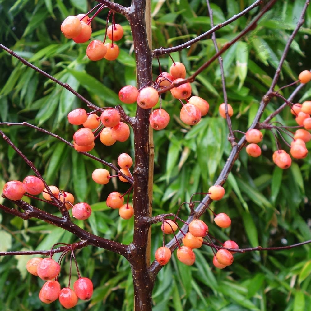 Malus Indian Magic | Pink Flowering Crab Apple Tree | Ornamental Trees