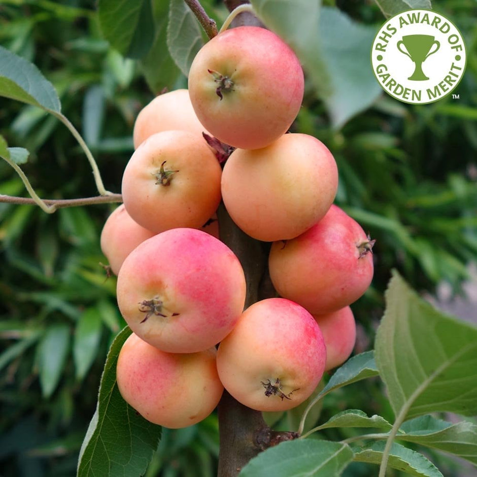 Malus John Downie | Fruiting Crab Apple Tree | Ornamental Trees