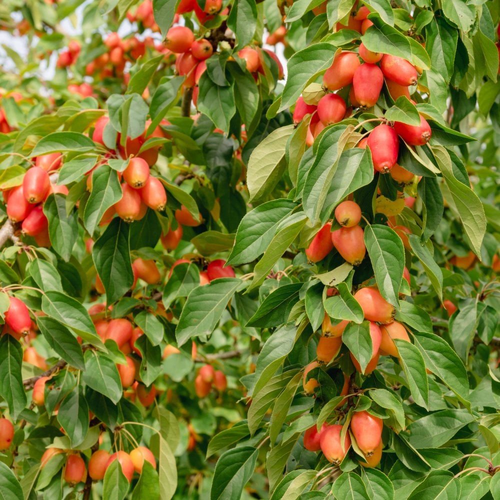 Malus John Downie | Fruiting Crab Apple Tree | Ornamental Trees