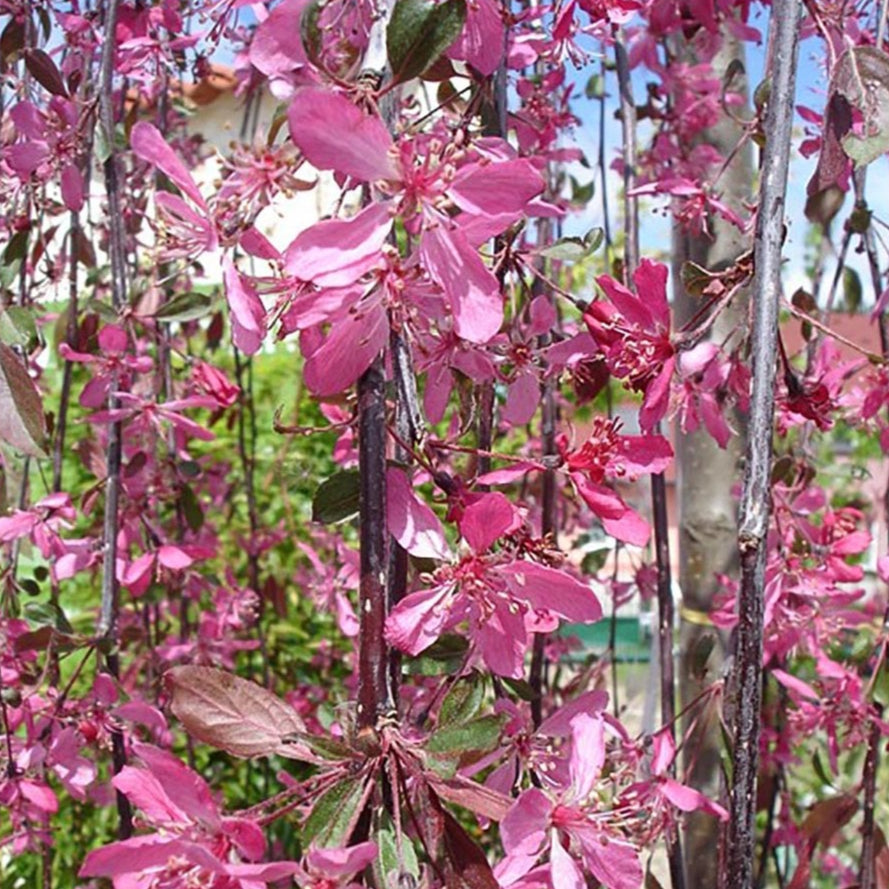 Malus Royal Beauty | Buy Purple Weeping Crab Apple Trees – Ornamental Trees