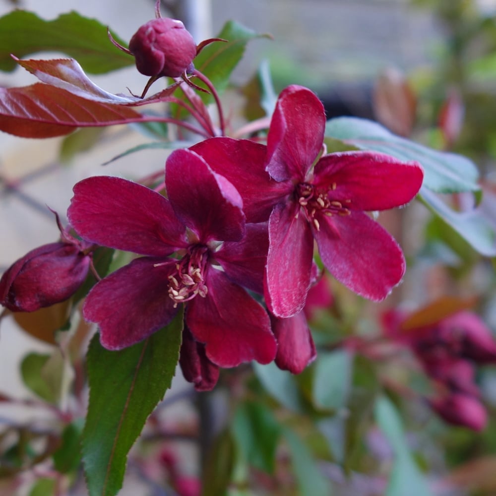 Malus Royalty | Purple Flowering Crab Apple Tree | Ornamental Trees